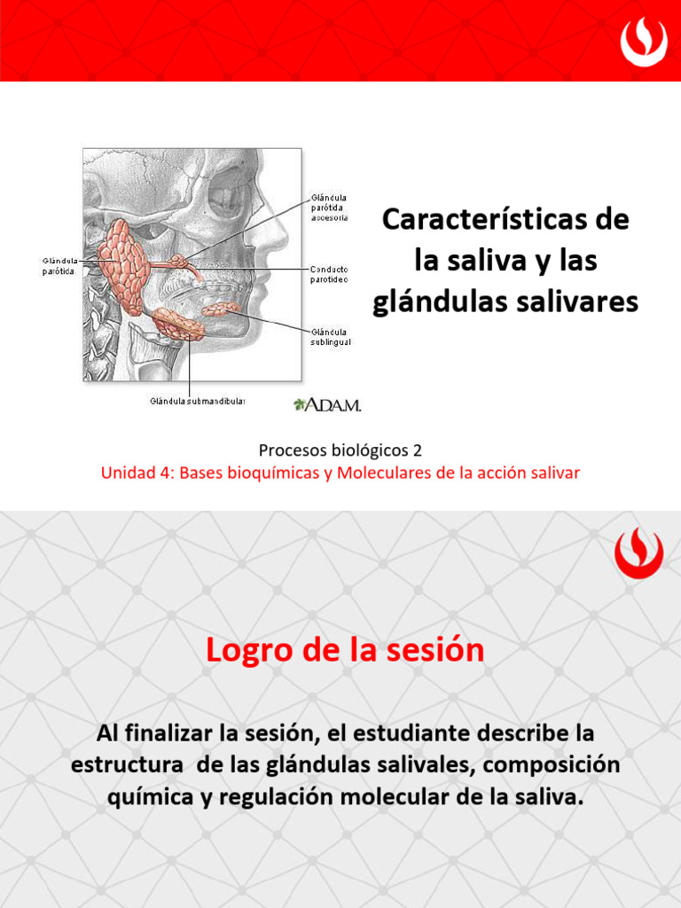 Estructura y Función de Glándulas Salivales | PDF | Saliva | Anatomía