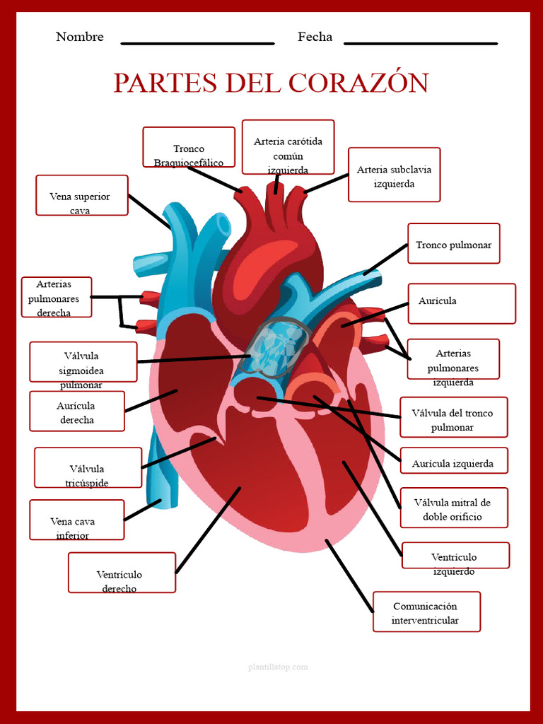 Esquema Del Corazon | PDF