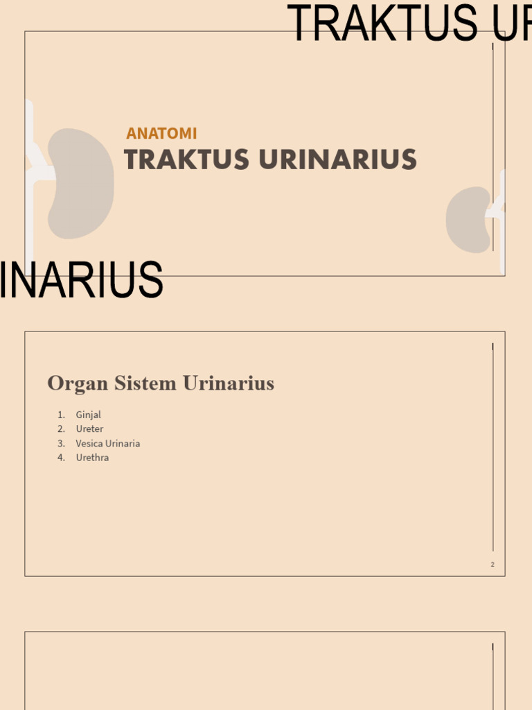 Anatomi Traktus Urinarius | PDF