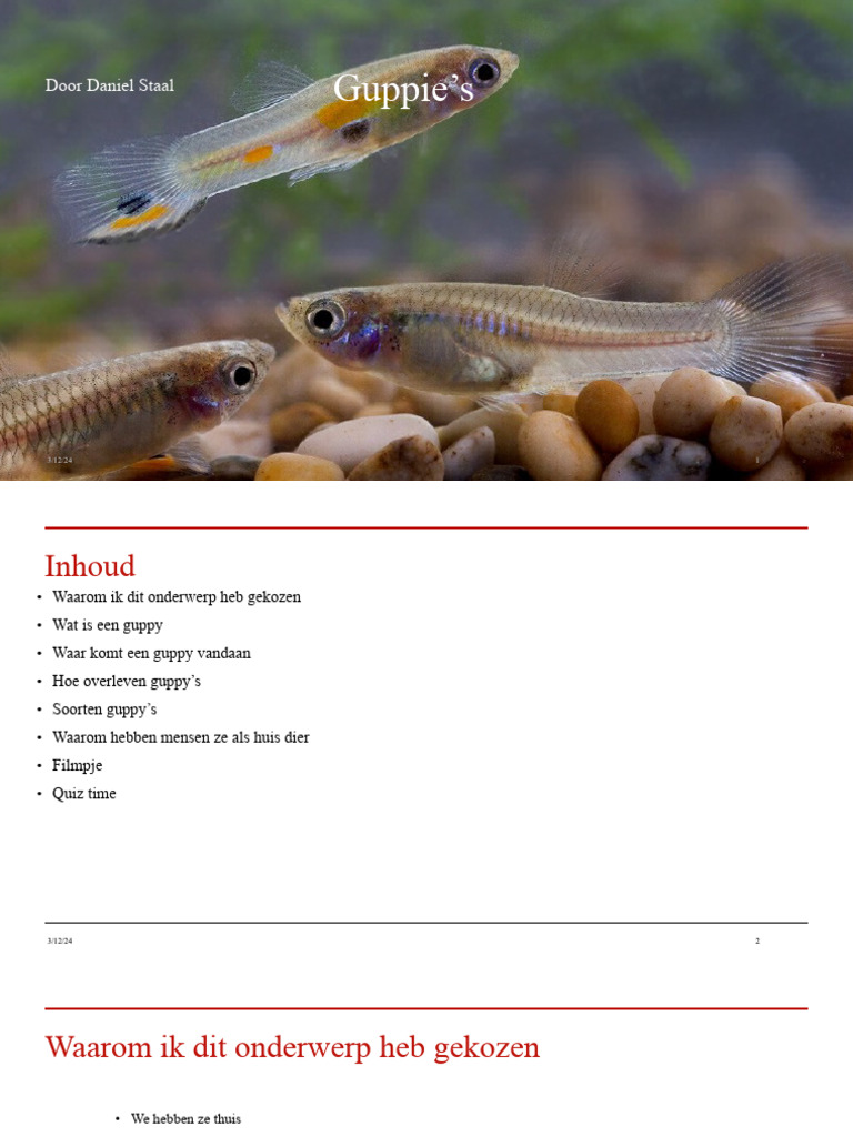 Guppie's Door Daniel | PDF