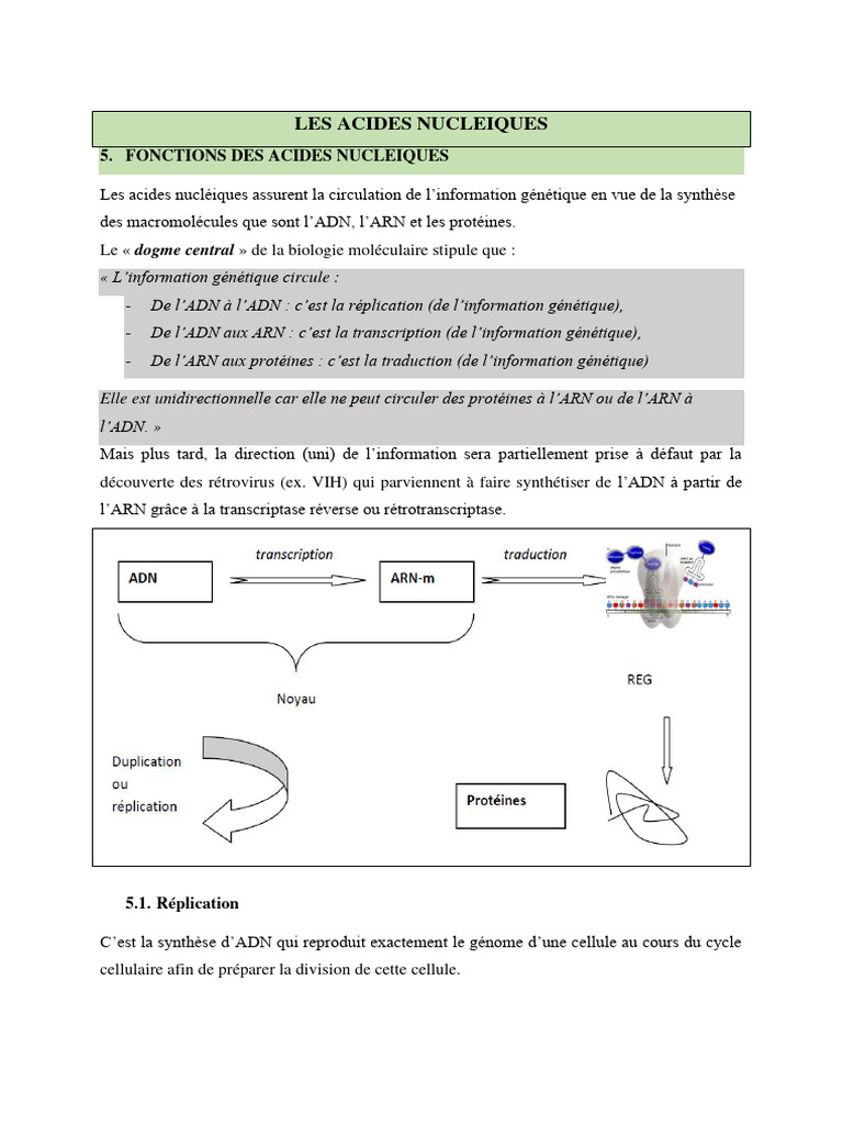 Fonctions et mécanismes des acides nucléiques | PDF | Traduction ...