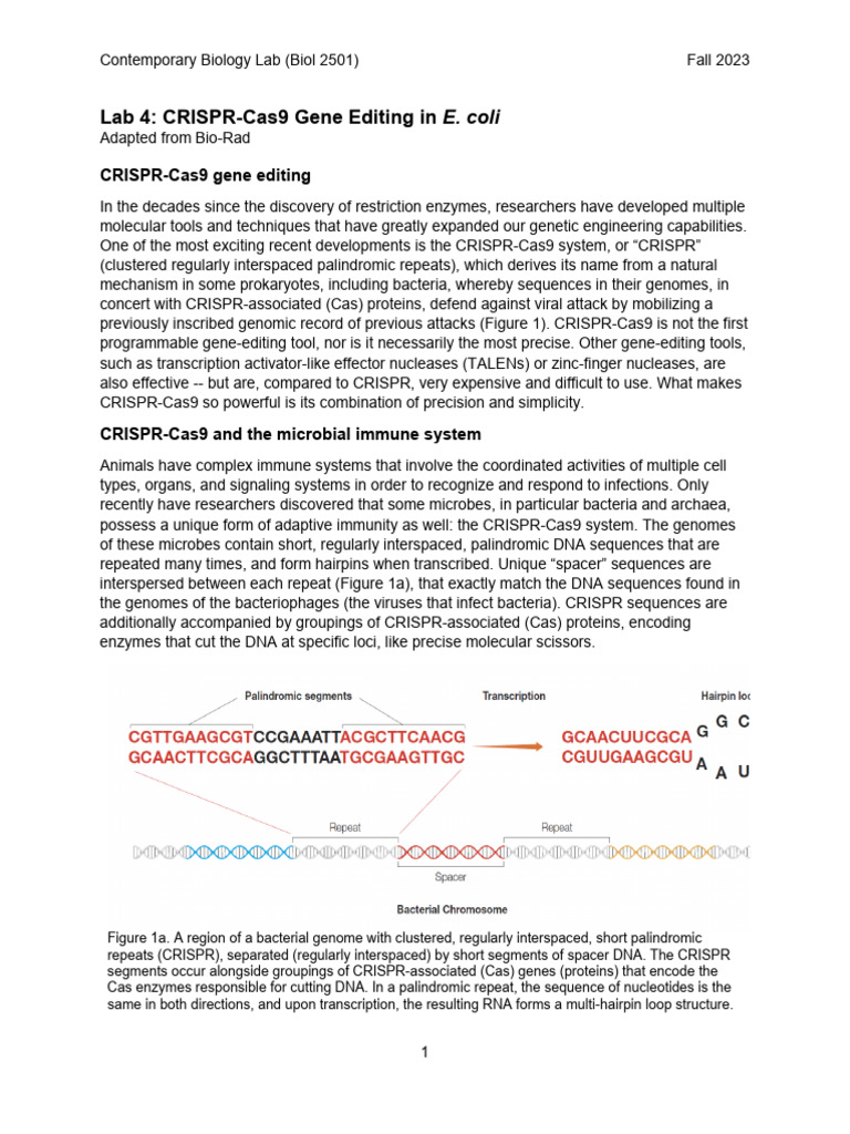 Biol2501+Lab+4+CRISPR Cas9+Gene+Editing+in+E+Coli | PDF