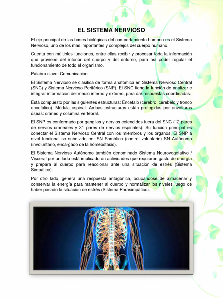 EL SISTEMA NERVIOSO | PDF | Cerebro | Sistema nervioso