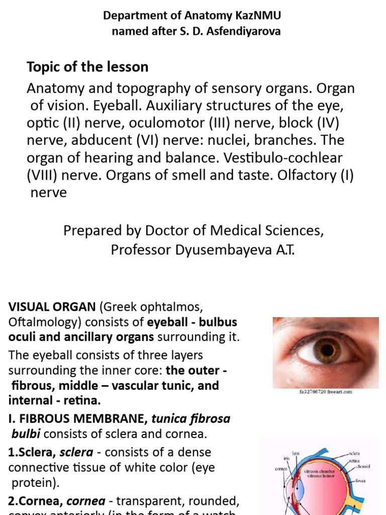 Less Sense Organs | PDF | Human Eye | Auditory System