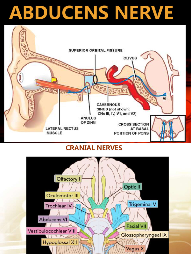 Abducens Nerve | PDF