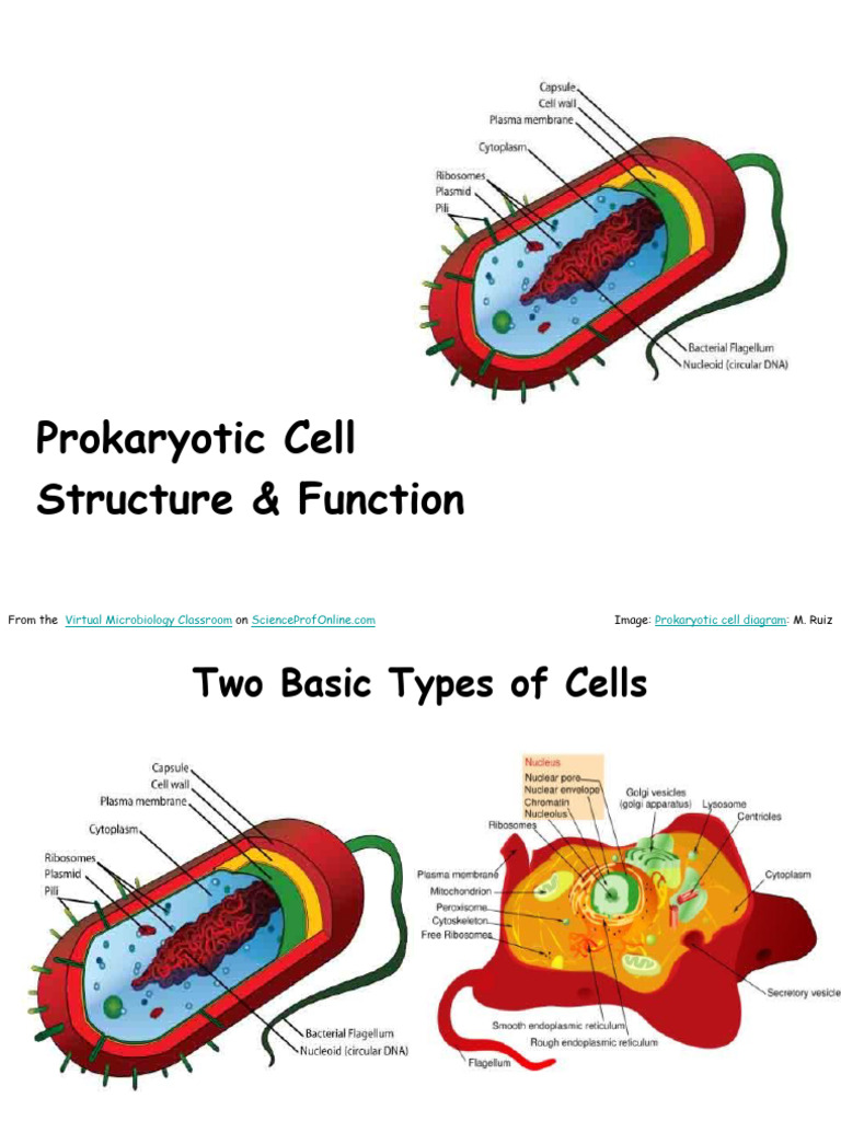 Prokaryotic Cell Structure Overview | PDF | Osmosis | Bacteria