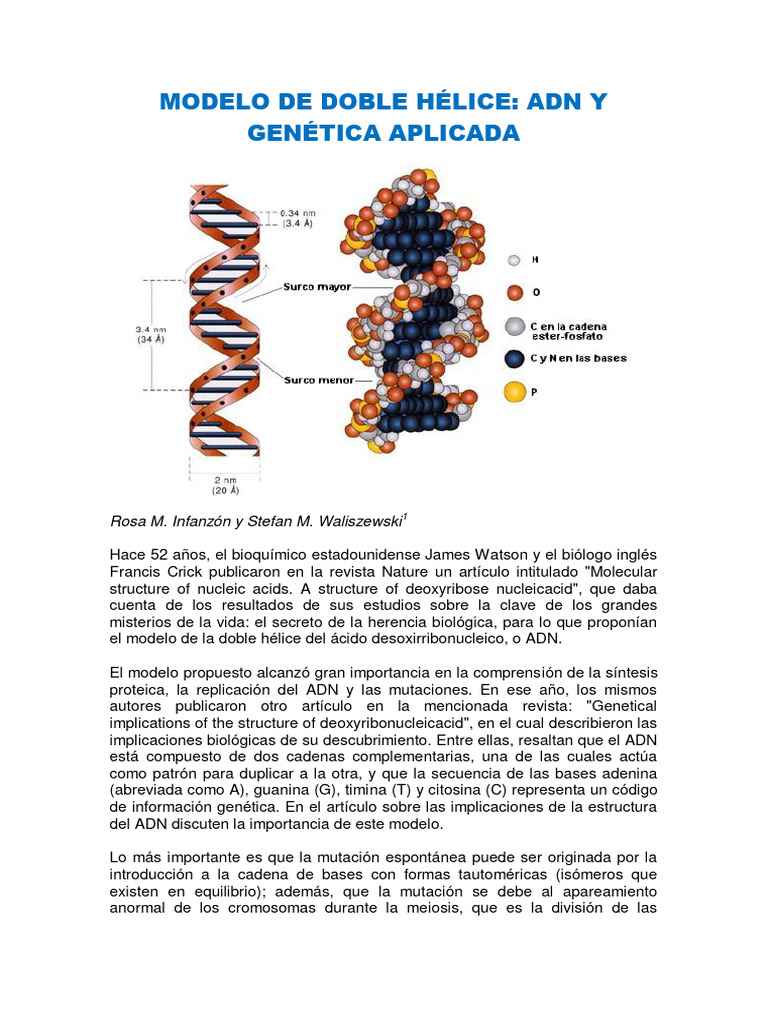 Modelo de Doble Hélice | Descargar gratis PDF | Adn | Codigo genetico