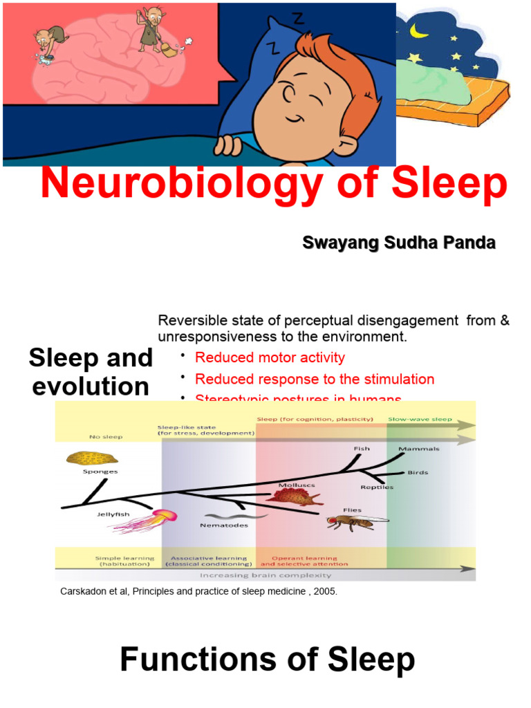 Understanding Sleep Neurobiology | PDF | Sleep | Rapid Eye Movement Sleep