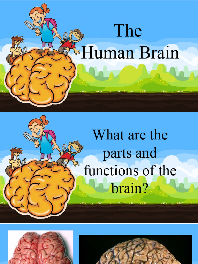 The Human Brain - GENYO | PDF | Self-Improvement