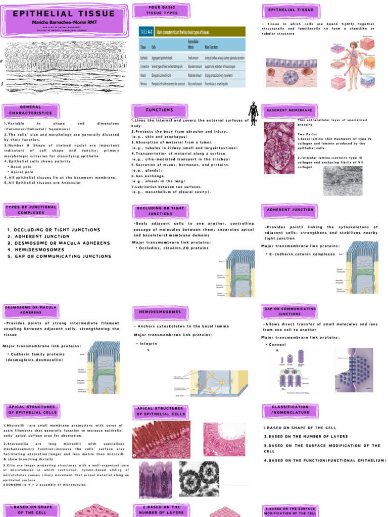 Epithelial Pdf Epithelium Zoology