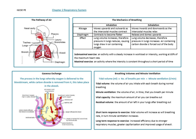 2 Respiratory Mind Map | Download Free PDF | Breathing | Respiratory System