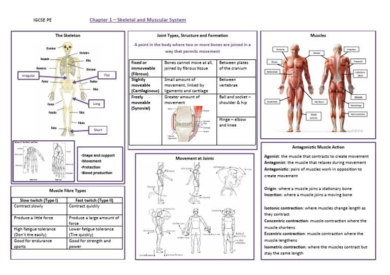 IGCSE PE: Skeletal & Muscular Basics | PDF | Skeletal Muscle | Muscle ...