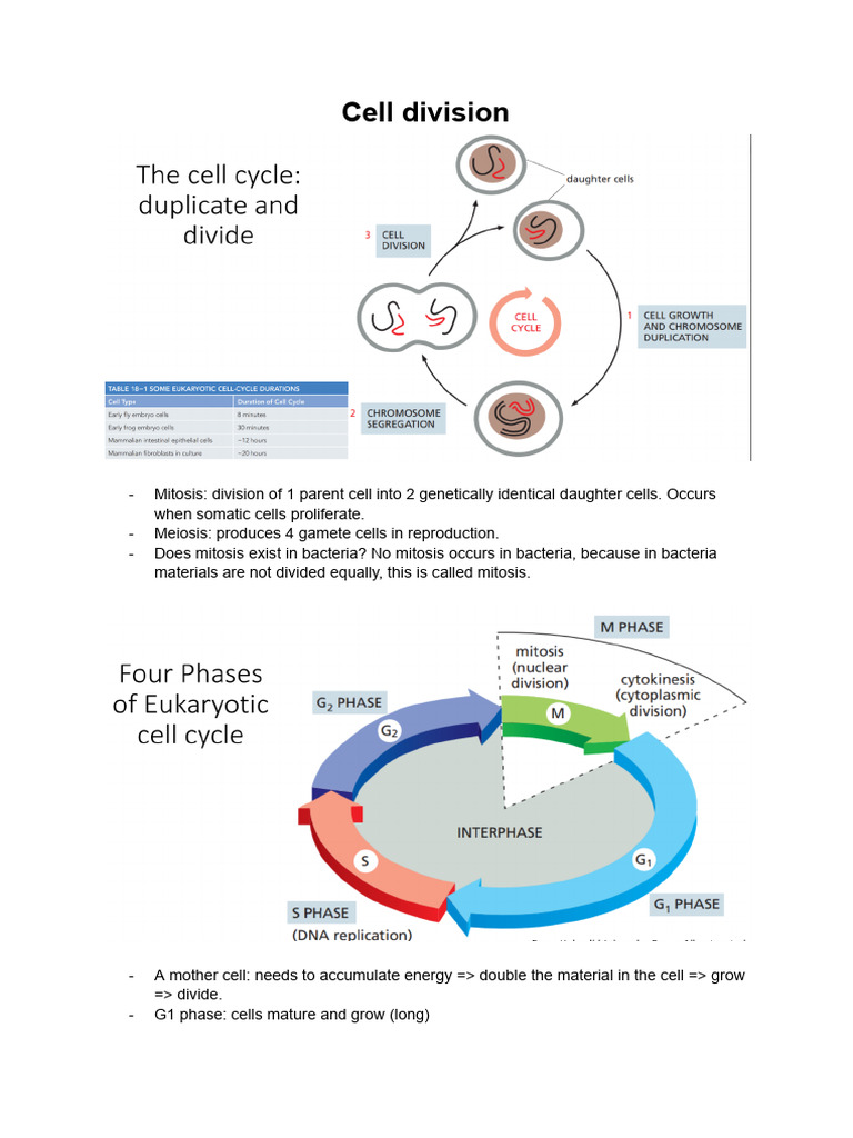 Cell Division and Regulation Overview | PDF | Cell Cycle | Mitosis