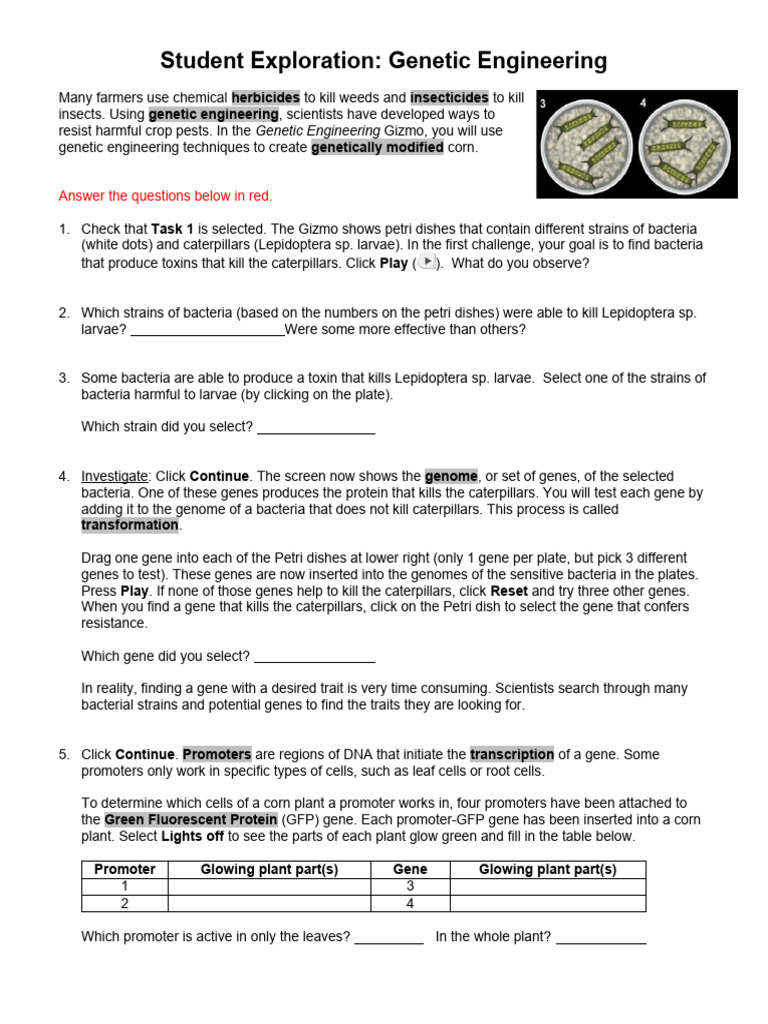 GeneticEngineering Gizmo | PDF | Herbicide | Genetic Engineering
