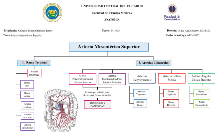 Arteria Mesentérica Superior - Mapa Conceptual | PDF