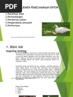 Mengenal Jenis dan Beternak Entok | PDF