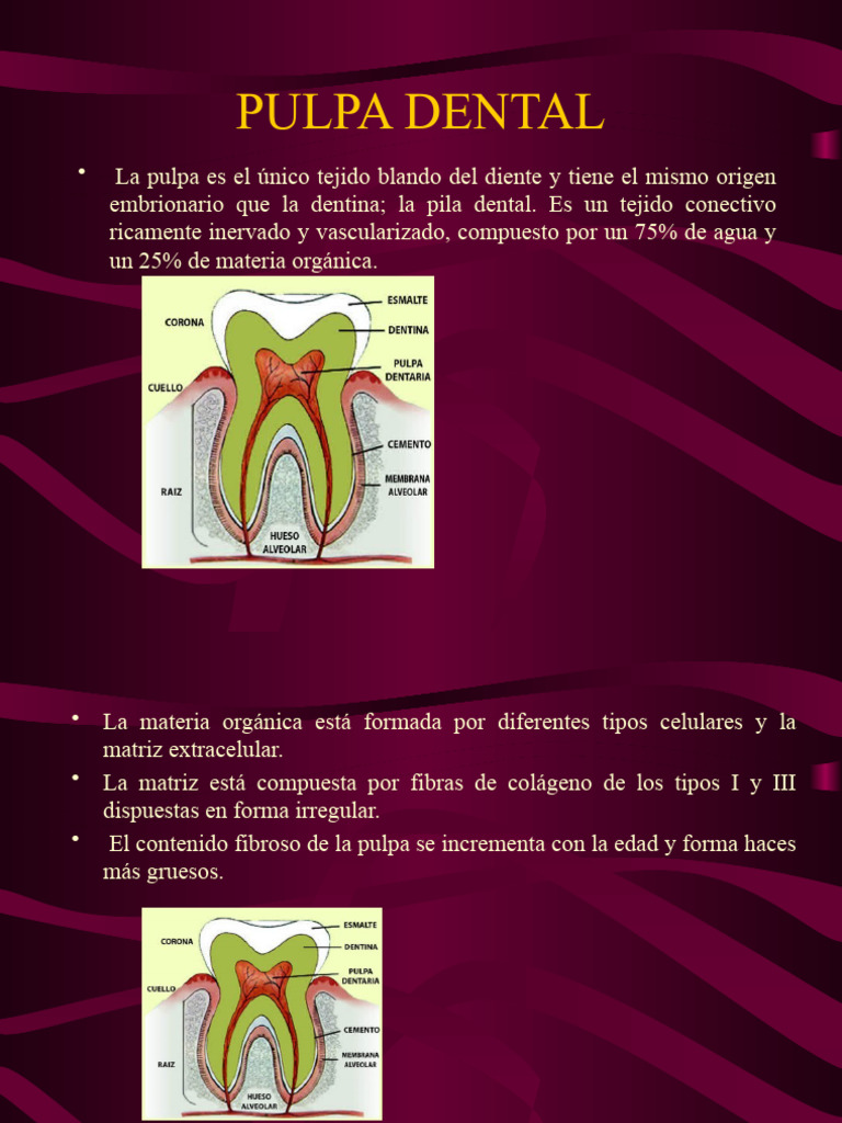 Estructura y Funciones de la Pulpa Dental | PDF | Anatomía | Histología