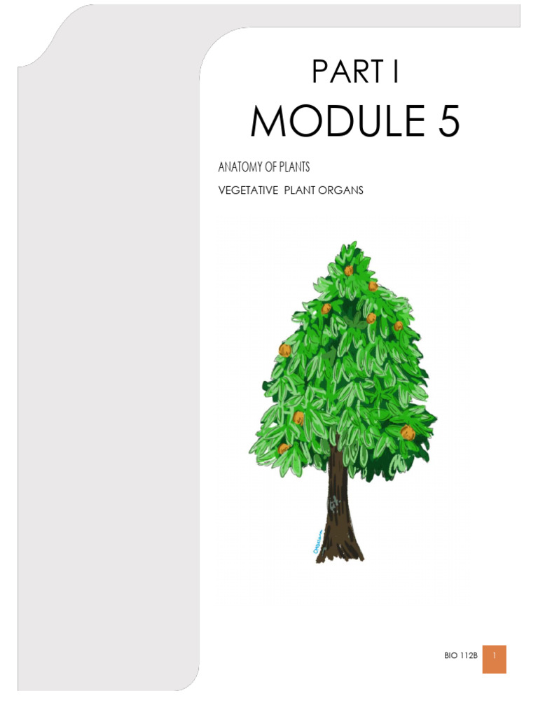 Module 5 Part 1 | PDF | Leaf | Root