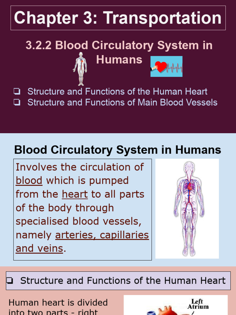 Human Heart and Blood Vessels Explained | PDF | Heart | Vein
