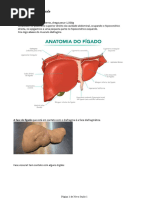 Anatomia do Fígado e Vias Biliares | PDF | Fígado | Anatomia