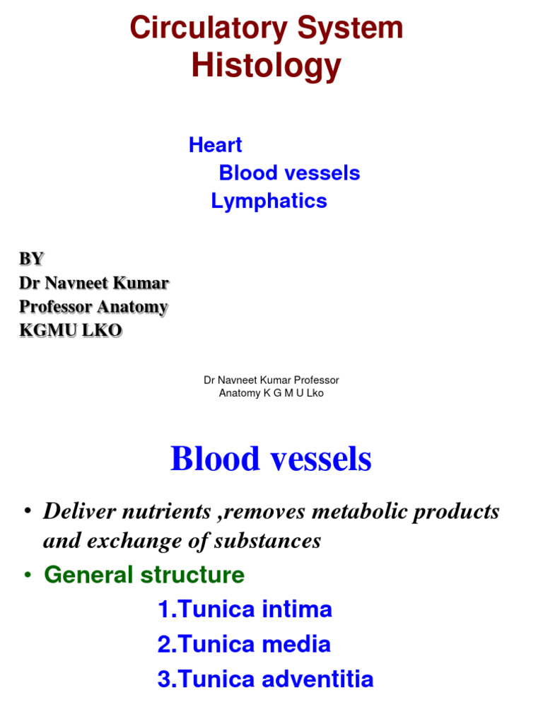A Blood - Vessels - HISTOLOGY 16 12 14 | PDF | Artery | Vein