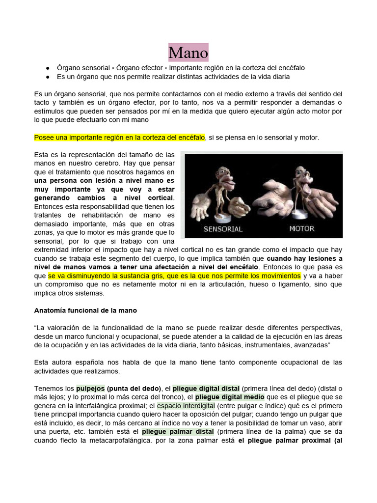 Anatomia de Mano (1) | PDF | Mano | Sistema musculoesquelético