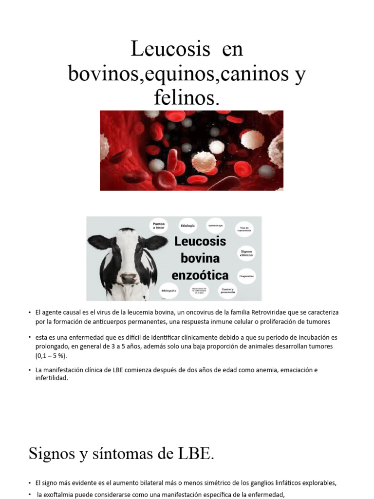 Leucosis en Bovinos, Equinos, Caninos y Felinos | Descargar gratis PDF ...