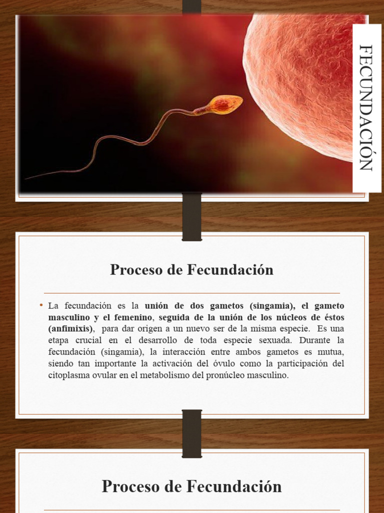 Fecundación | PDF | Ovario | Reproducción