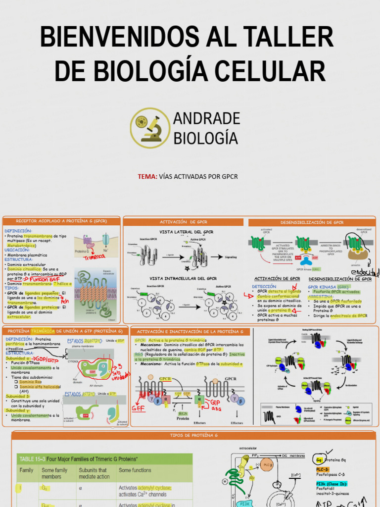 Vías de Activación de GPCR en Biología Celular | PDF | Proteínas ...
