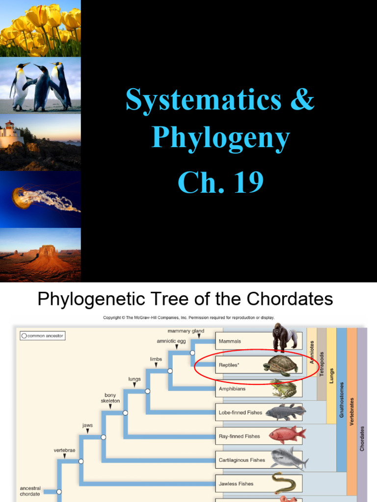 Lecture 11 Systematics and Phylogeny, Viruses | PDF | Eukaryotes | Cell ...