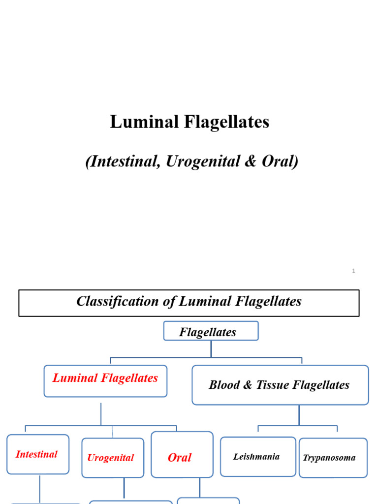 Luminal Flagellates Overview | PDF | Medical Specialties | Diseases And ...