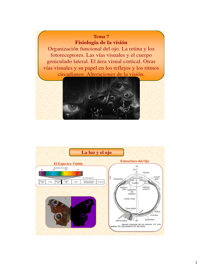 Fisiología de la Visión y Estructura Ocular | PDF | Percepción visual ...