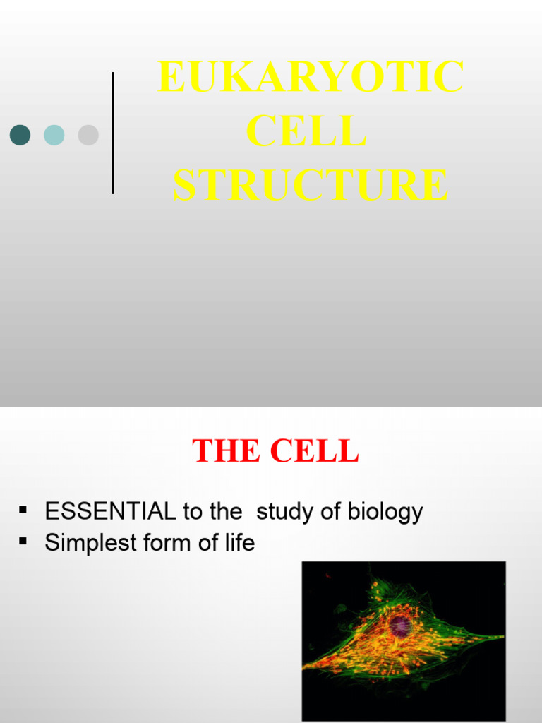 Lecture 2 Cell Structure and Function | PDF | Cell (Biology) | Endoplasmic Reticulum