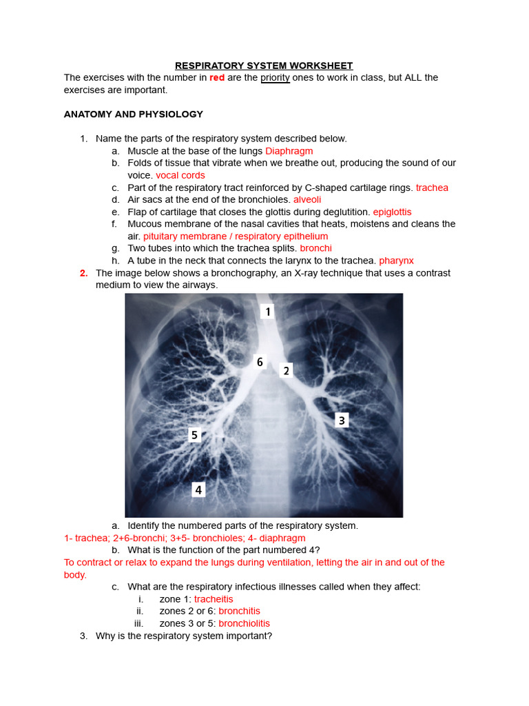 RESPIRATORY SYSTEM WORKSHEET Answer Key | PDF | Respiratory Tract ...