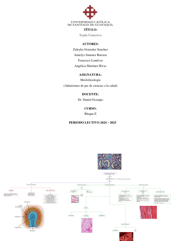 Morfo Merged | PDF | Tejido conectivo | Anatomía