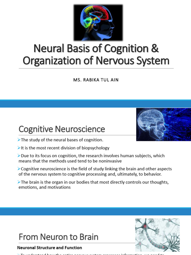 3-Neural Basis of Cognition & Organization of Nervous System | PDF | Axon | Neuron