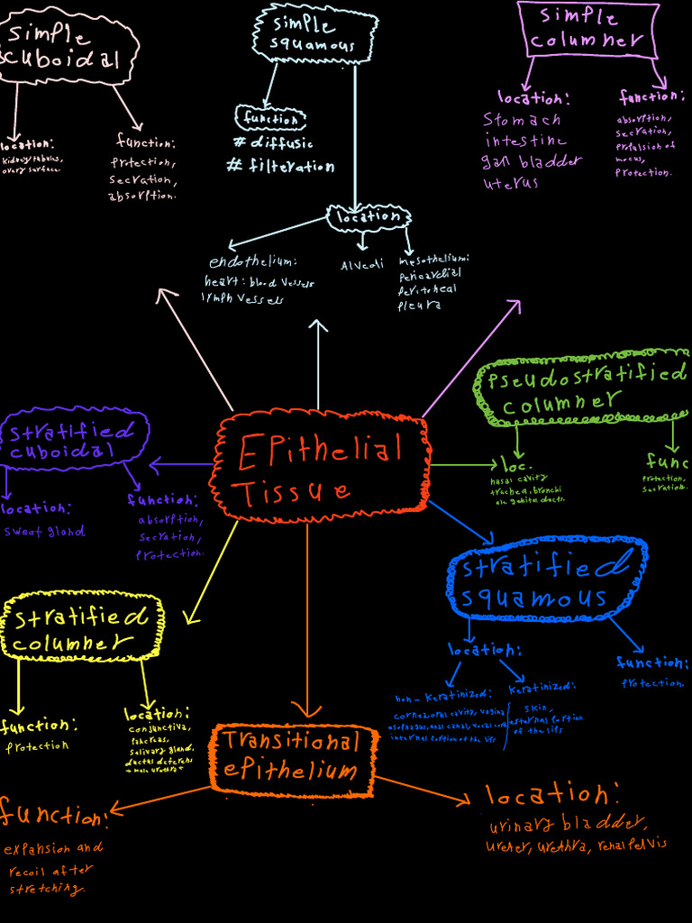 Epithelial Tissue | PDF