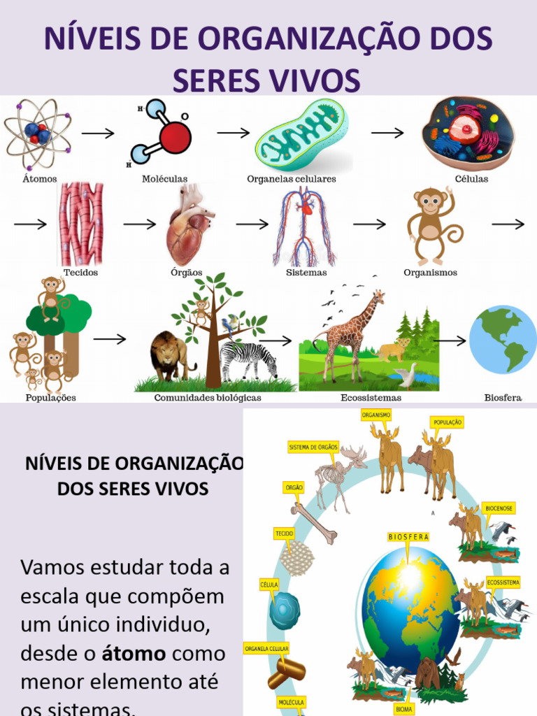 Apresentação níveis de organização dos seres vivos | PDF | Célula ...