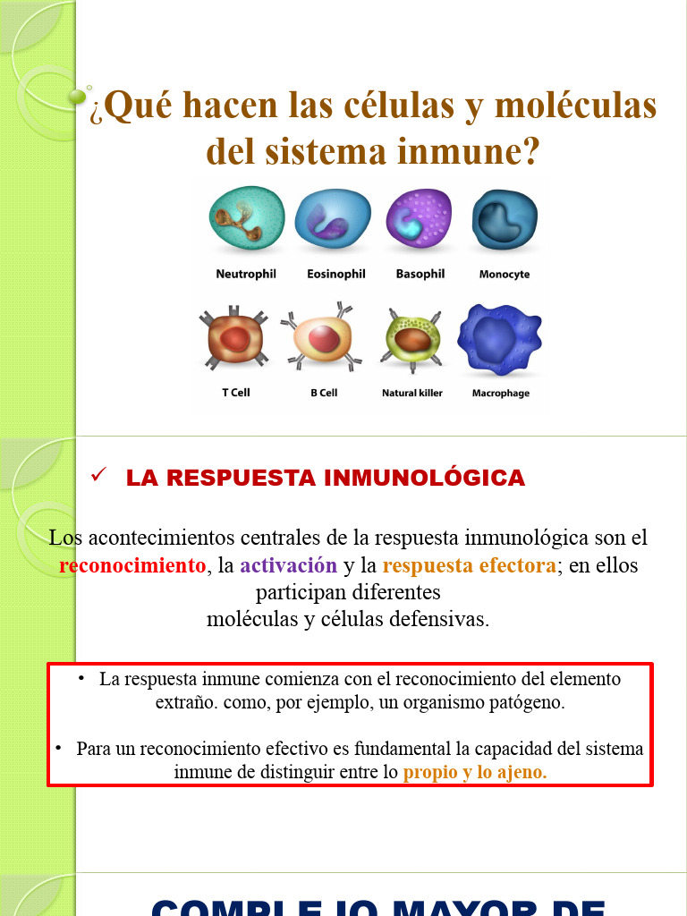 Funciones del Sistema Inmunológico y CMH | PDF | Complejo mayor de ...