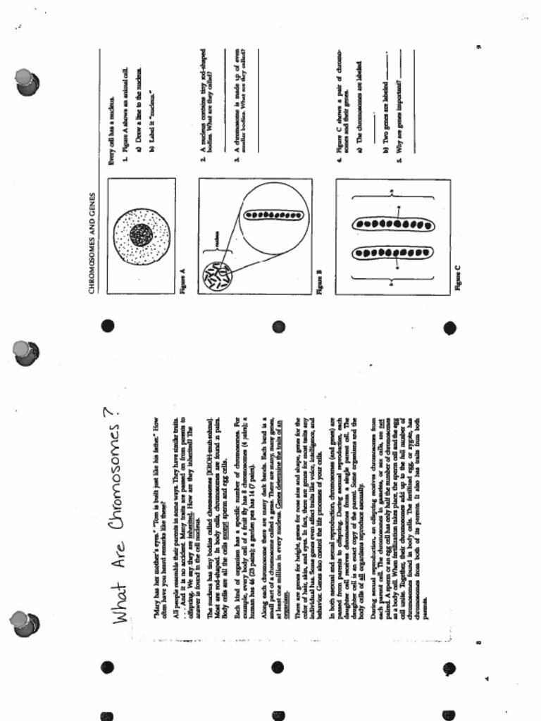 Chromosome Worksheet | PDF | Sexual Reproduction | Gene