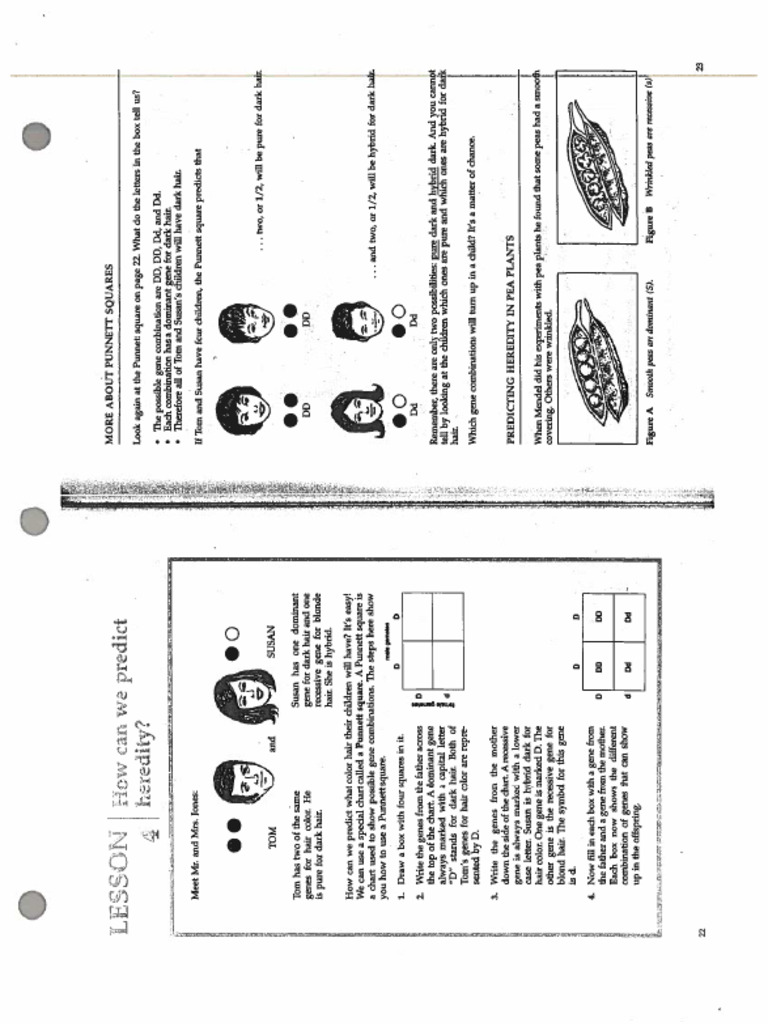 Genetic Lesson #4 | PDF | Dominance (Genetics) | Genetics