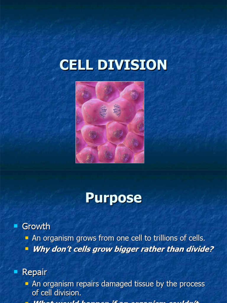 Cell Division | PDF | Meiosis | Mitosis