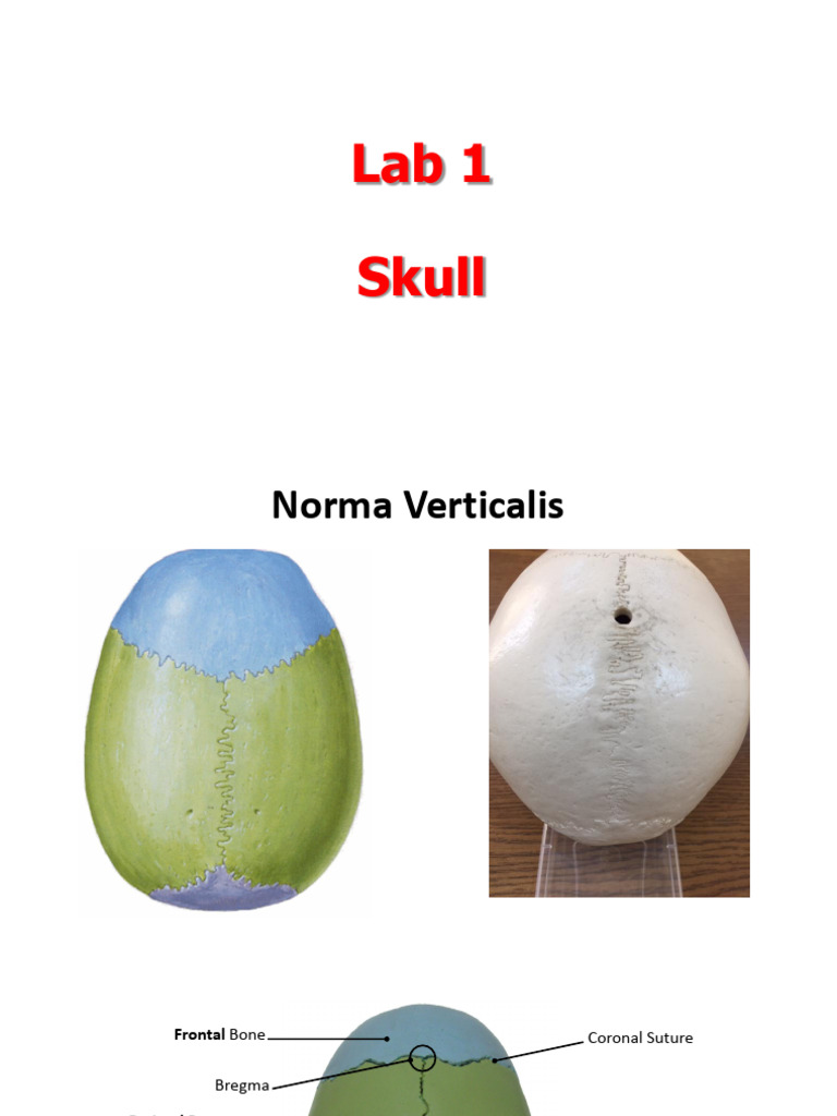 Lab 1 Skull | Download Free PDF | Skull | Musculoskeletal System