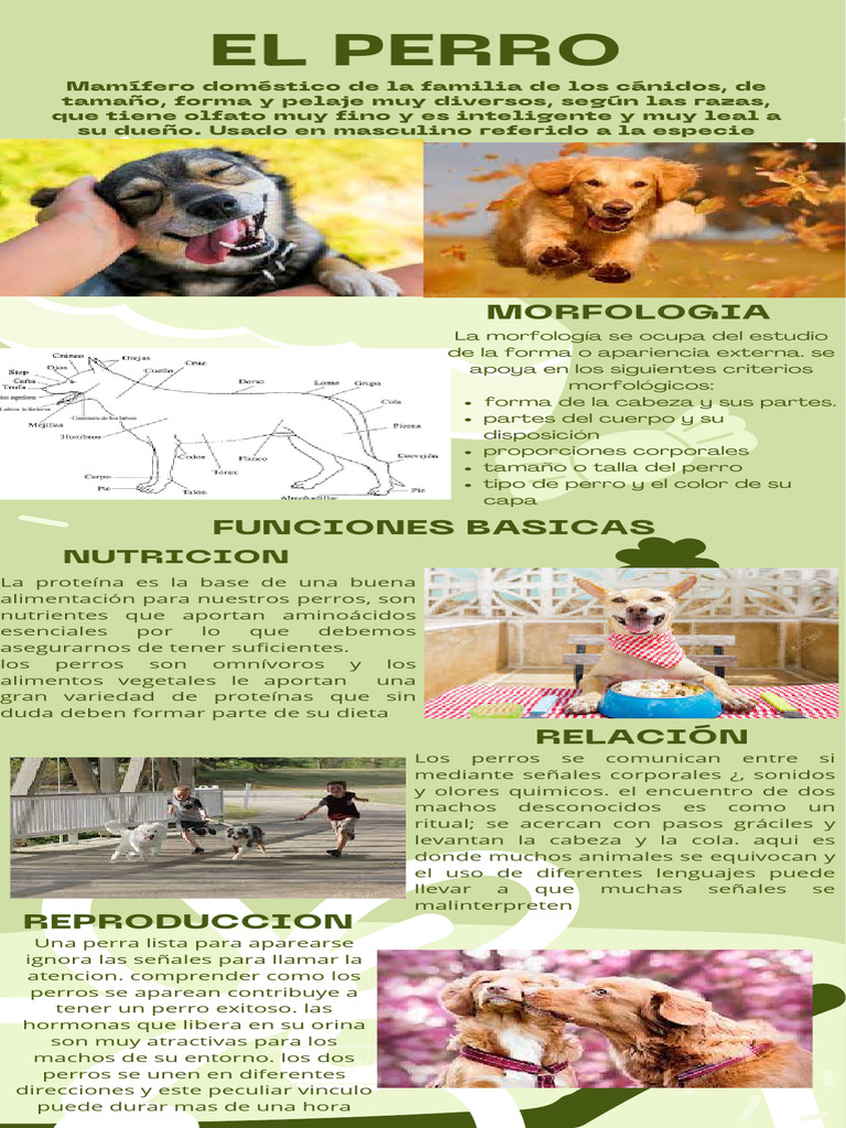 Infografía perro | PDF | Nutrición | Dieta y nutrición