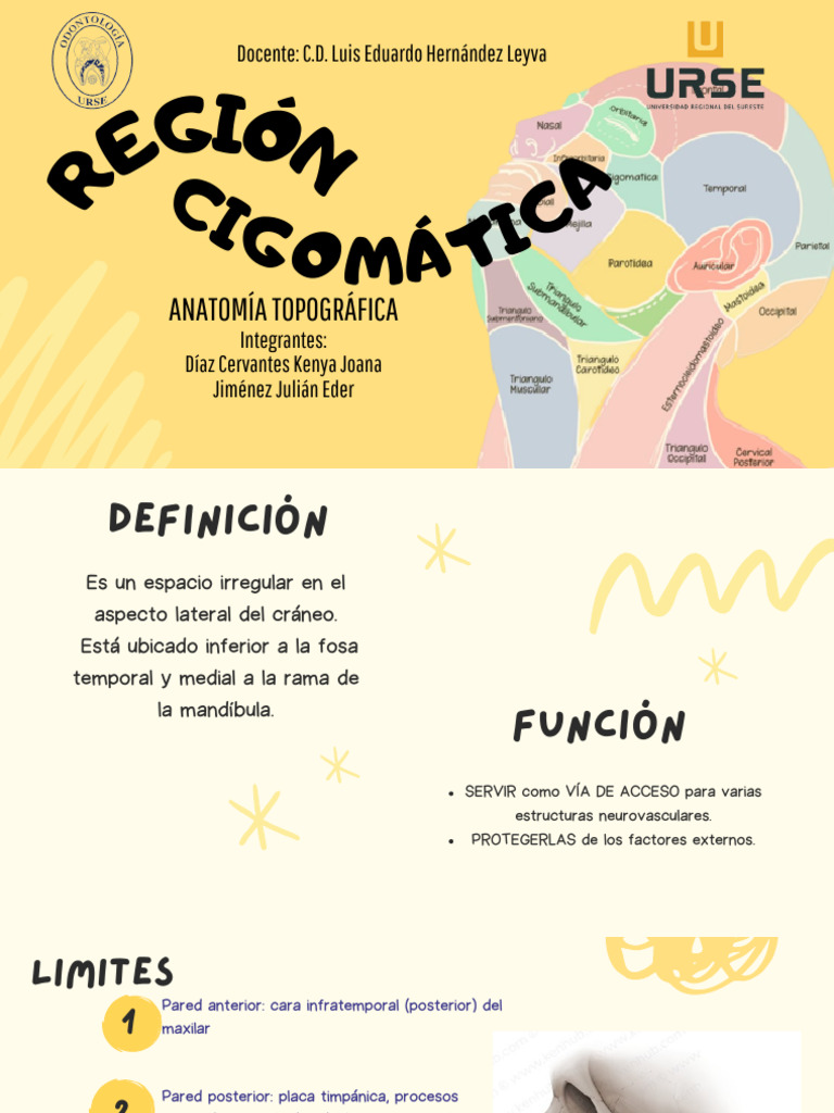 Region cigomatica | PDF | Anatomía humana | Cabeza y cuello humanos