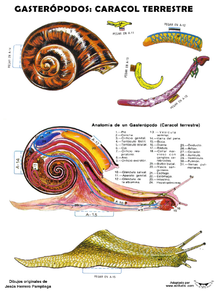 Molusco Gasteropodo Caracol COLOR | PDF