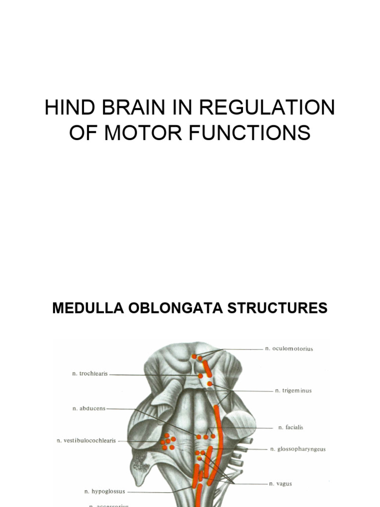 2.3 Hind Brain in Regulation of Motor Functions | Download Free PDF ...