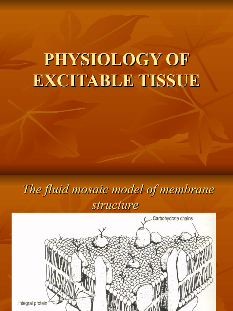 4.1 Physiology of Excitable Tissue | PDF | Depolarization | Membrane ...