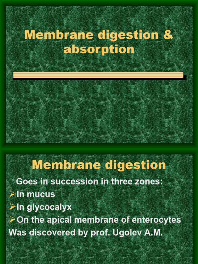 3.4 Membrane Digestion | PDF | Small Intestine | Digestion