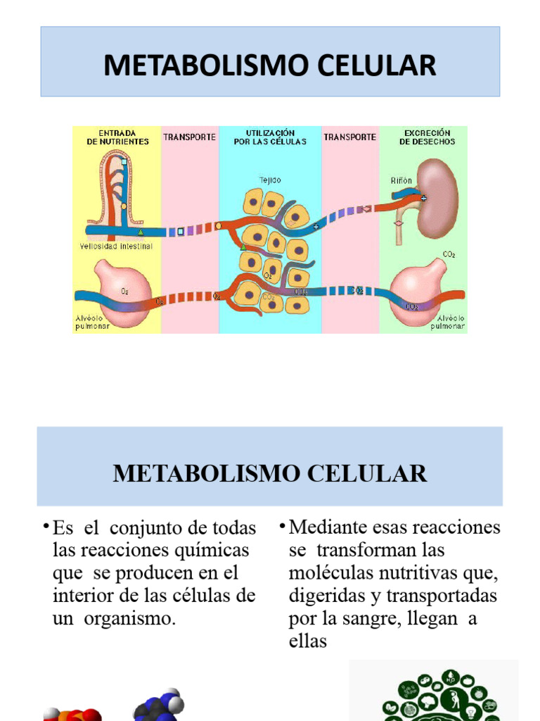 Metabolismo Celular | PDF | Metabolismo | Trifosfato de adenosina